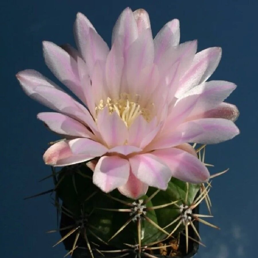 Семена Деодар Кактус Gymnocalycium achirasense v. kainradliae GN 90-270/866, 10 шт.