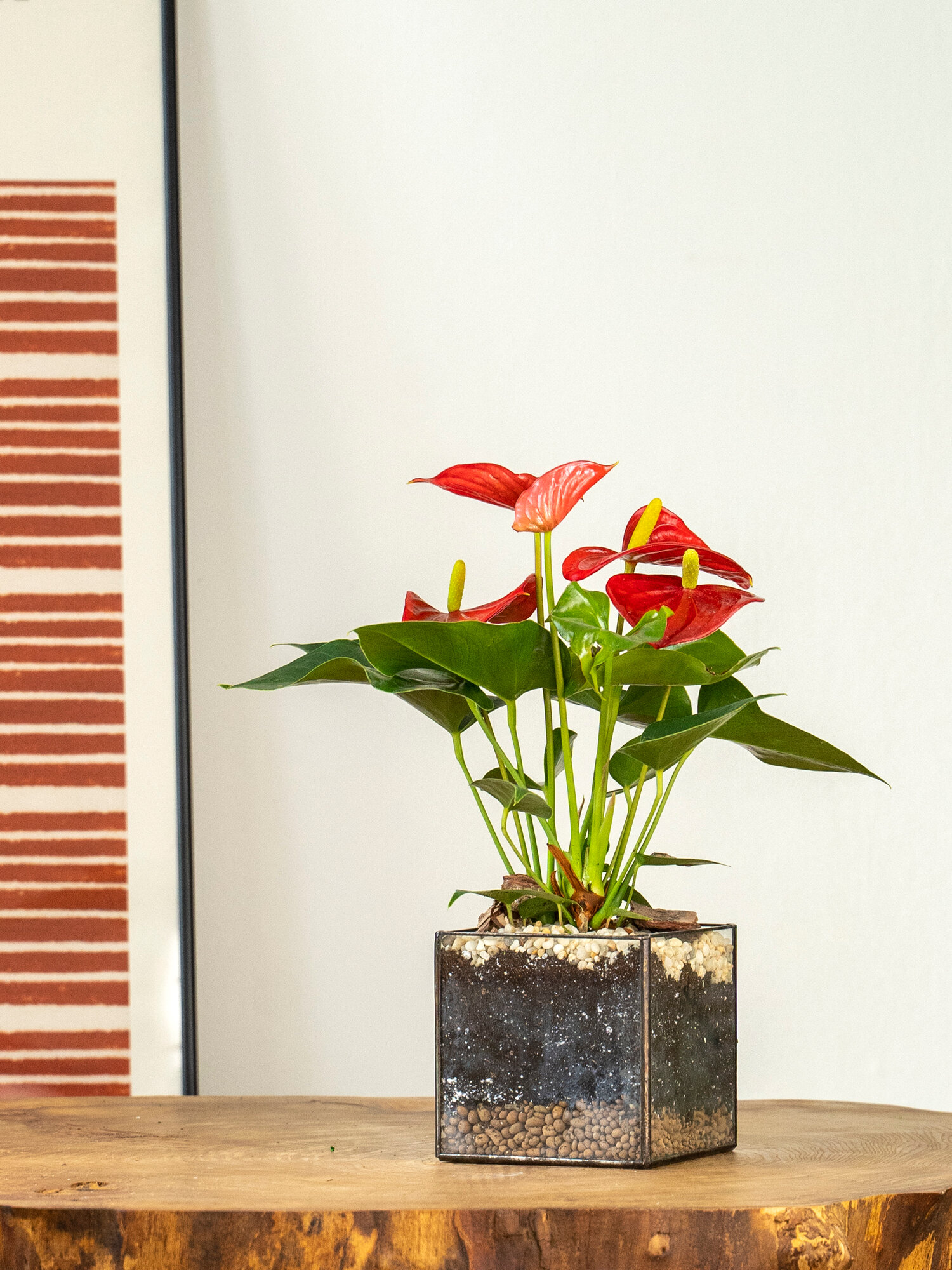 Geo Glass: Антуриум живой , растение в горшке из стекла , подарок