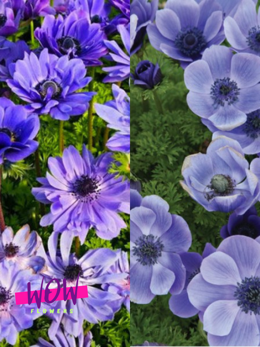 Луковицы цветов , WOW FLOWERS , Анемона Лорд Лейтенант 10 шт\ Анемона Мистер Фоккер 10 шт