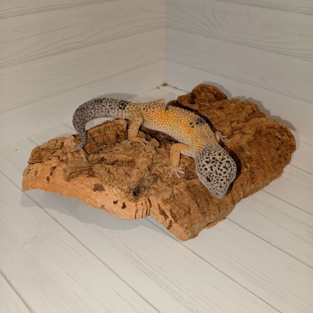 Укрытие из пробковой коры для рептилий, ящериц змей в террариум, большой размер,