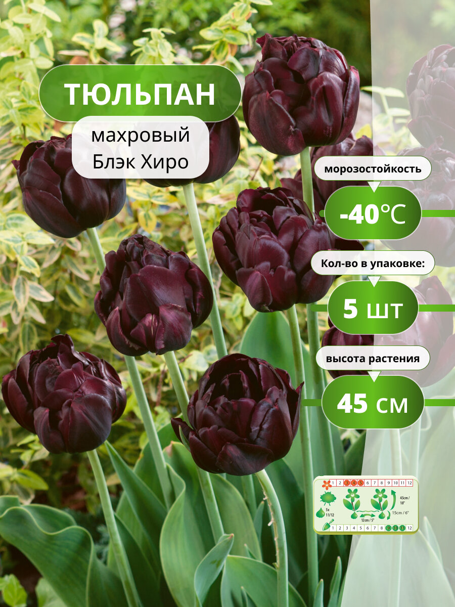 Тюльпан махровый Блэк Хиро (5 луковиц) / луковичные многолетние цветы