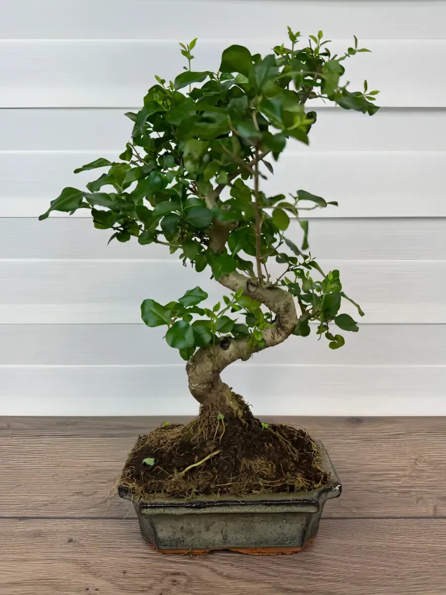 Цветок в горшке живой Бонсай Лигуструм Бирючина китайская