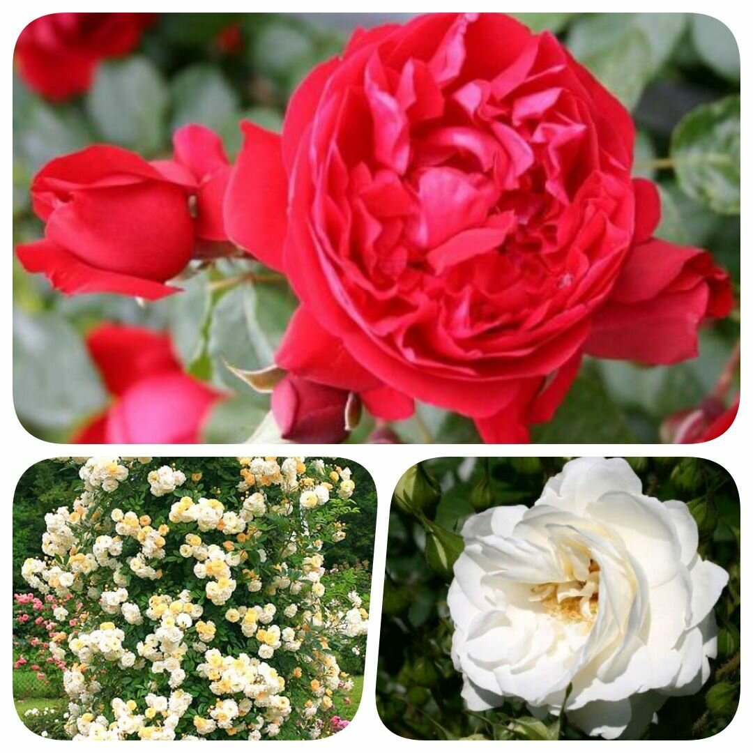 Комплект плетистых роз Фелигонд 3 шт