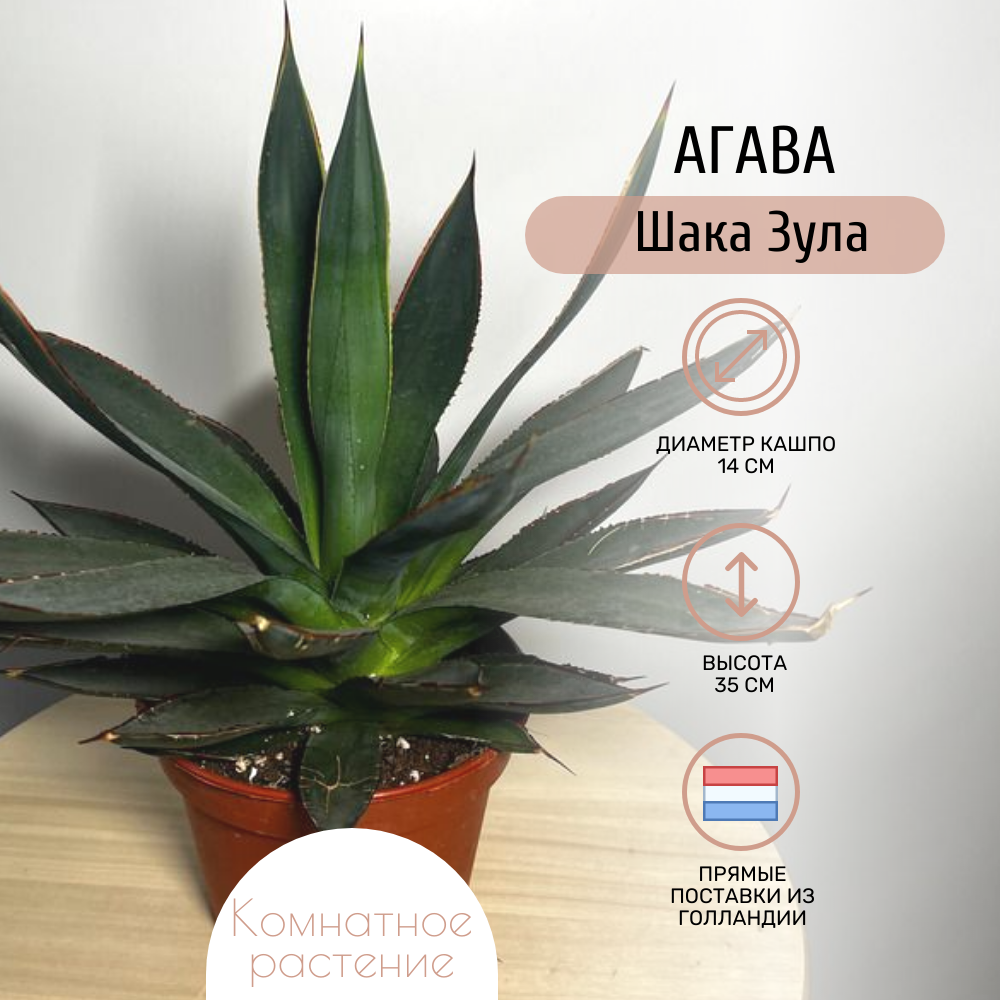 Комнатное растение Агава Шака Зулу в транспортировочном кашпо, высота 35 см
