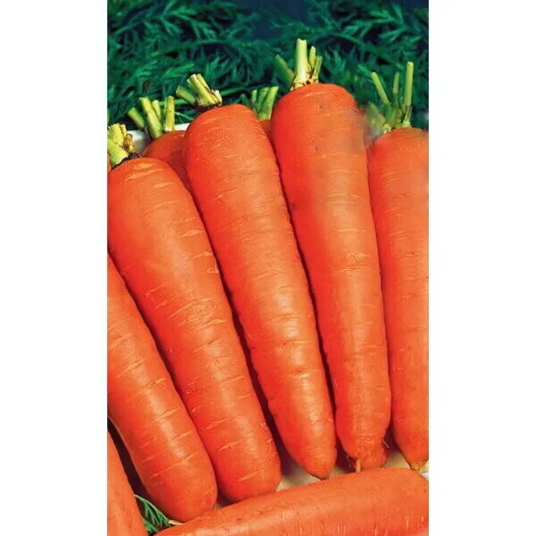 Семена моркови 'Марс F1', высокое содержание каротина, хранится до нового урожая