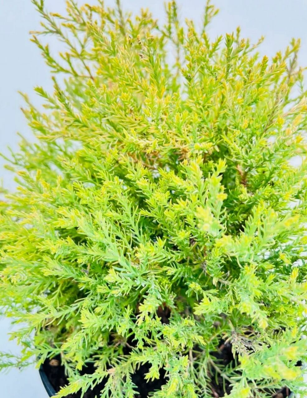 Туя Рейндгольд саженец 50 см