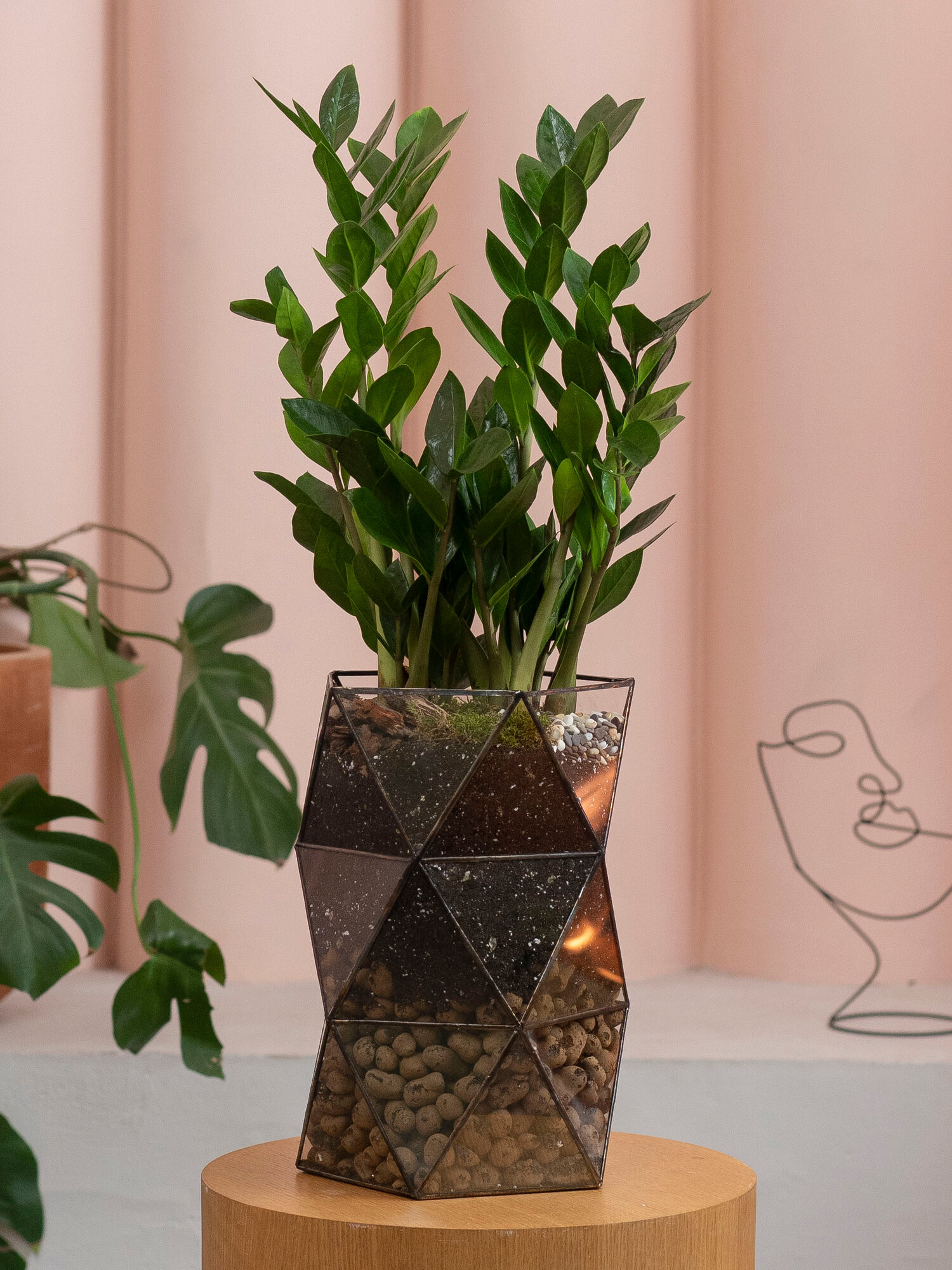 Geo Glass: Цветок Замиокулькас в прозрачном кашпо , долларовое дерево 80-90 см