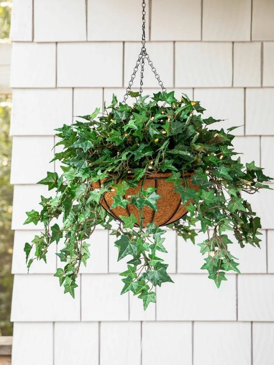 Растение GREEN TOWN "Хедера хеликс", ампельное, подвесное, в коробке, зеленое