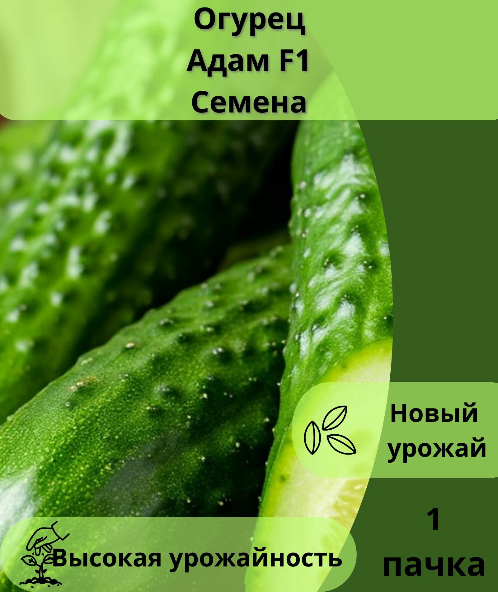 Огурец Адам F1, коллекционные семена 10шт