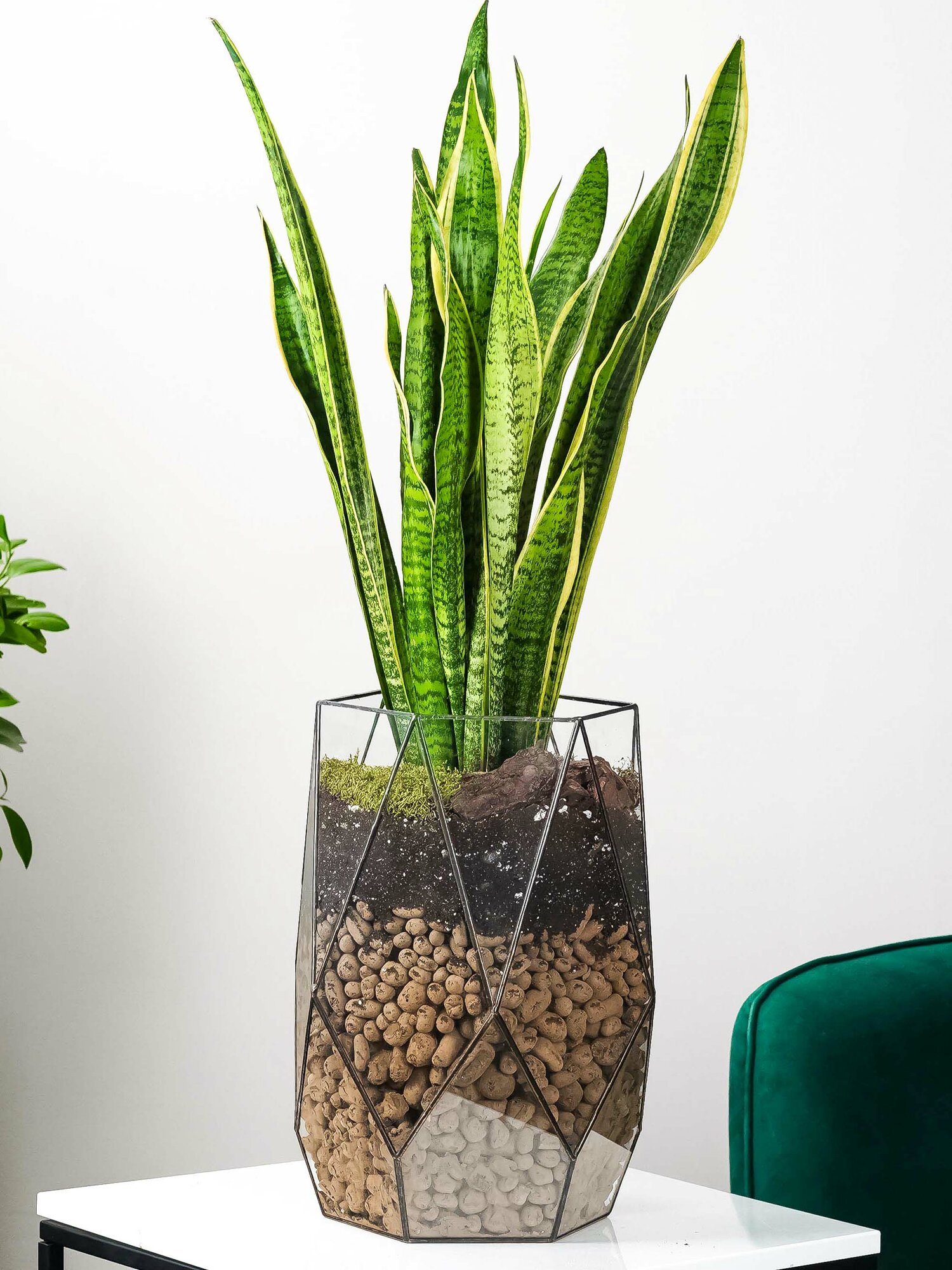 Geo Glass: Сансевиерия в горшке из стекла , растения комнатные , стеклянное кашпо , 80-90 см