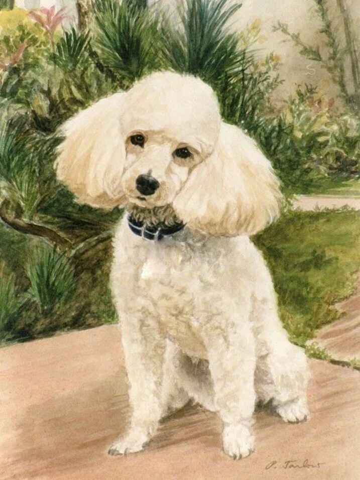 Набор для самостоятельной вышивки алмазами 5D французский пудель - круглая алмазная мозаика размером 40x50 см для украшения стен дома,40X50CM, белый