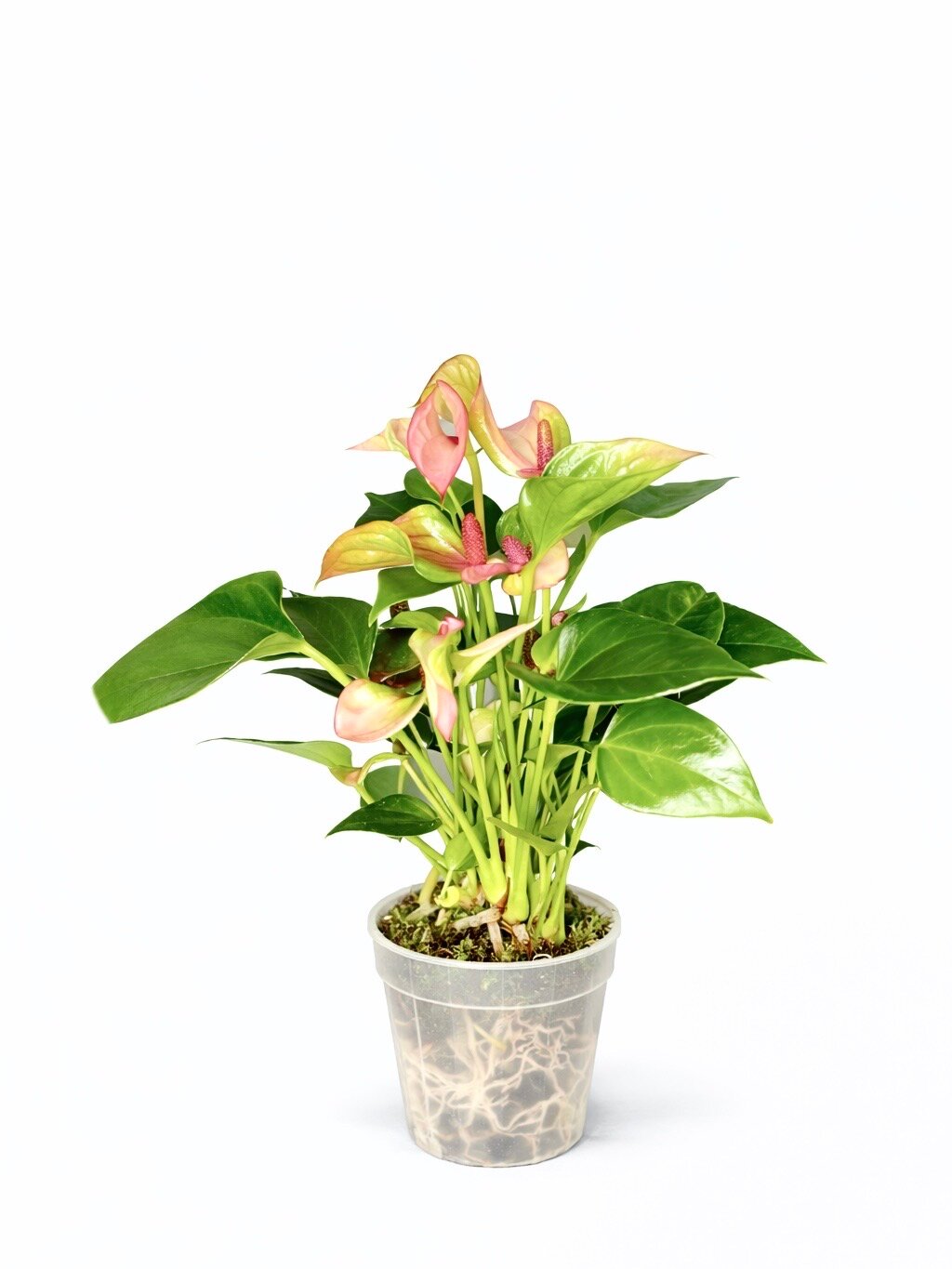 Антуриум Андреанум розовый (Anthurium Andreanum "Pink") 7см
