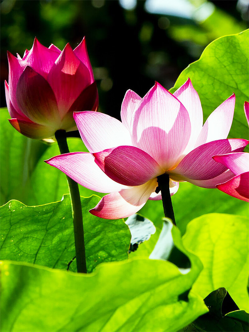 Лотос Орехоносный Люцзян, Семена, 5 шт