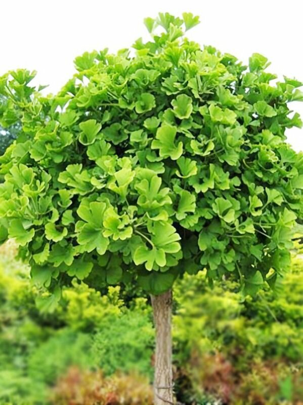 Гинкго Билоба Риланерия, Семена, 3 шт, семена лиственных деревьев