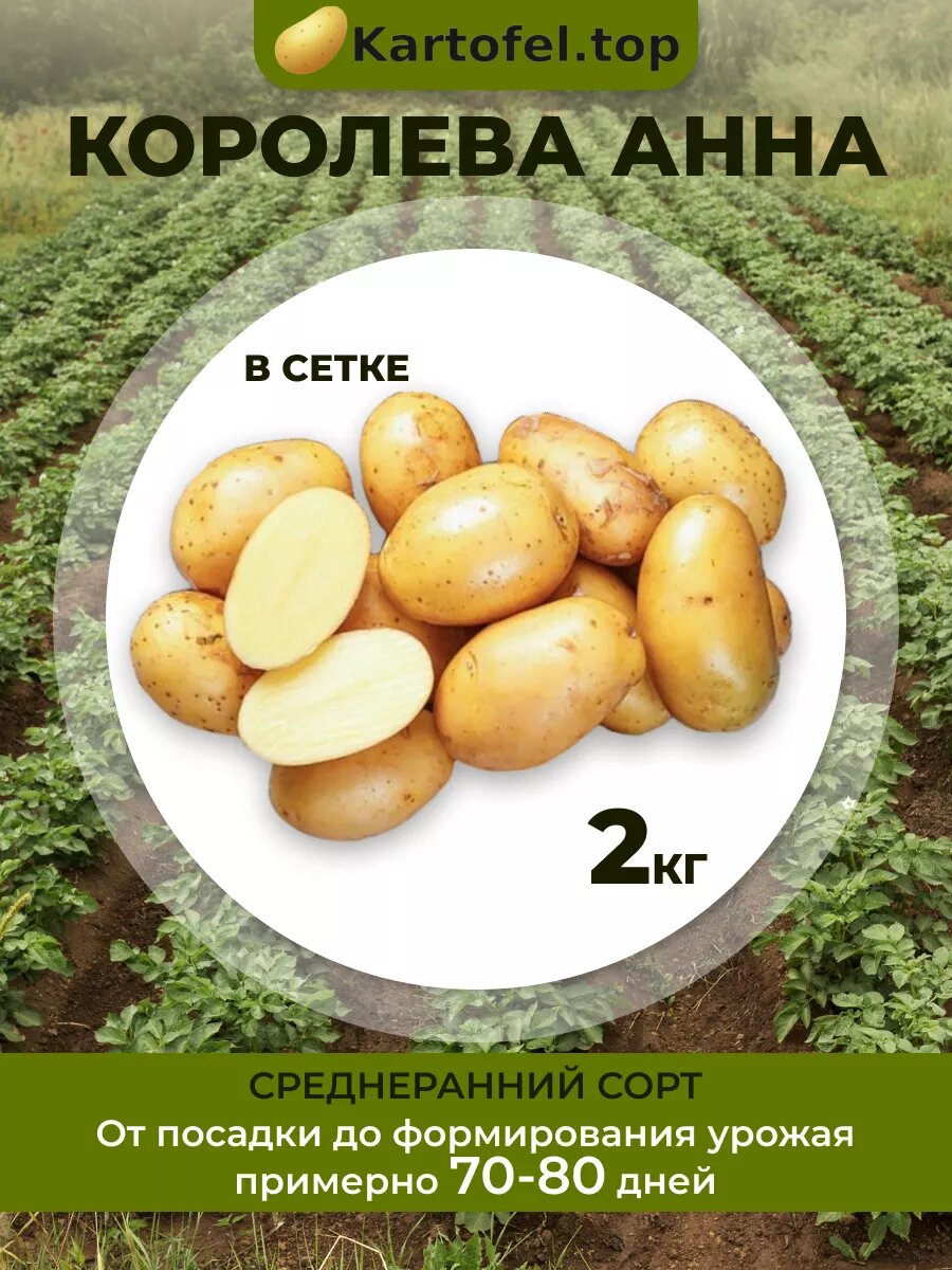 Картофель семенной Королева Анна