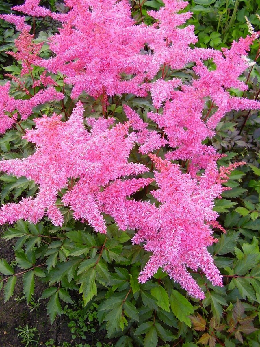 Астильба Арендса Ритм энд Бит