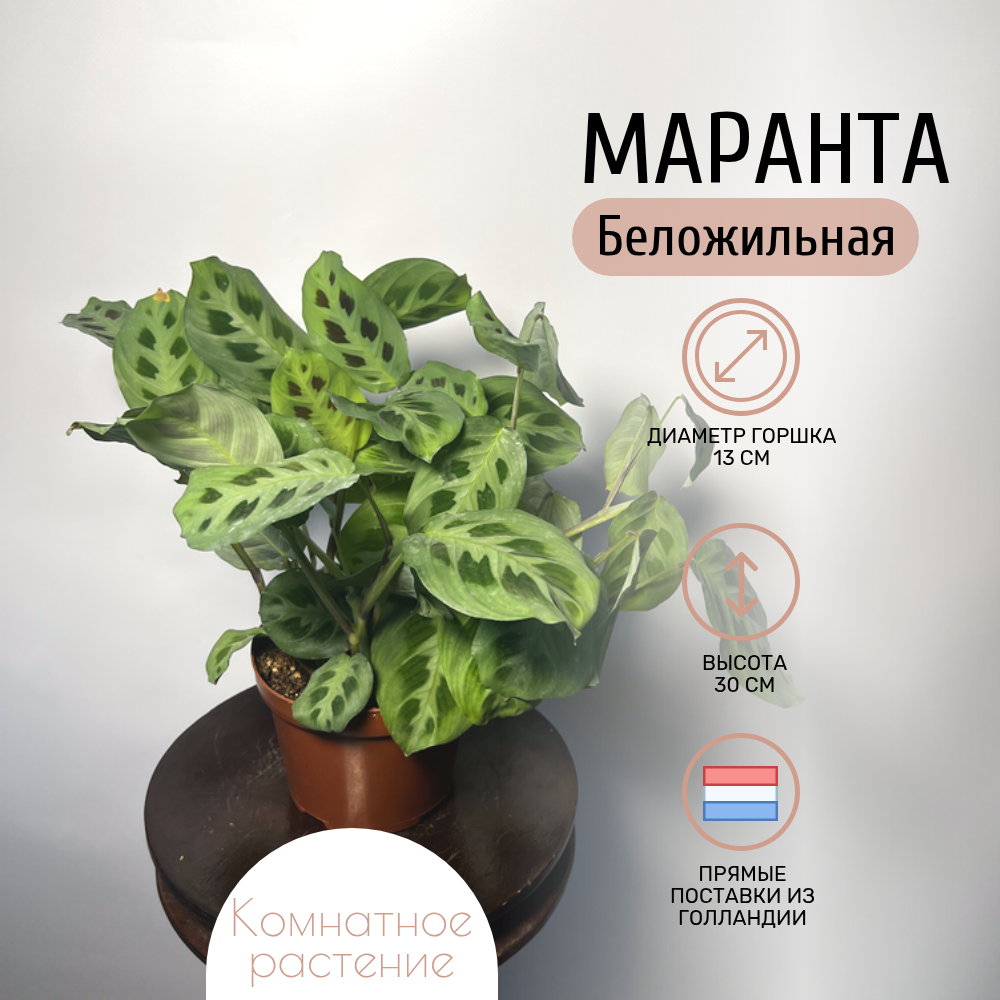 Комнатное растение Маранта Беложильная, высота растения 30см, в транспортировочном кашпо