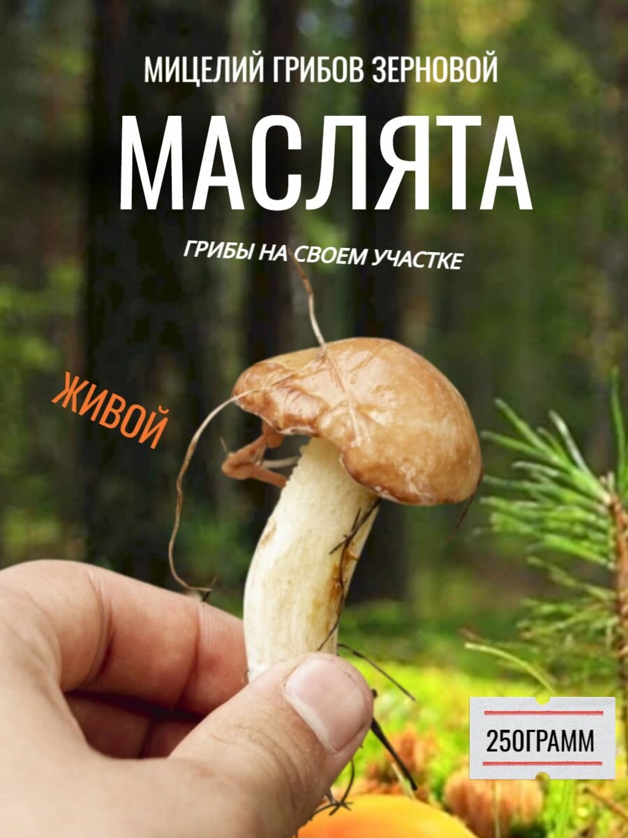 Мицелий грибов маслята - 250 гр.