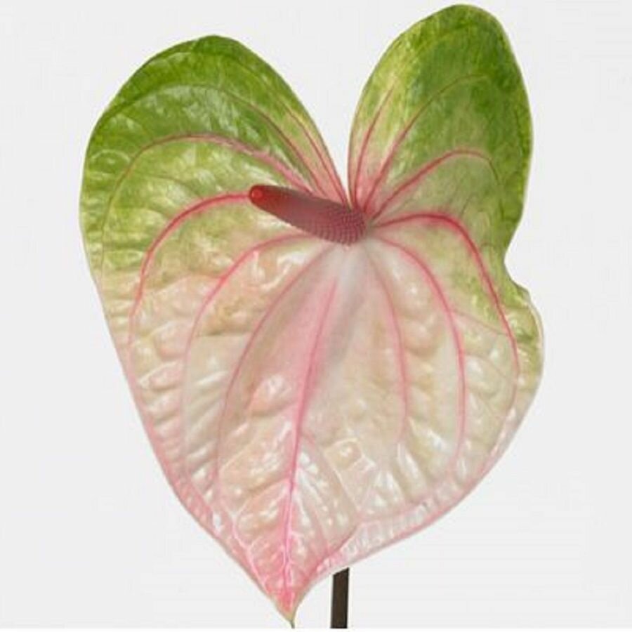 Антуриум Акура, Anthurium Acura, семена