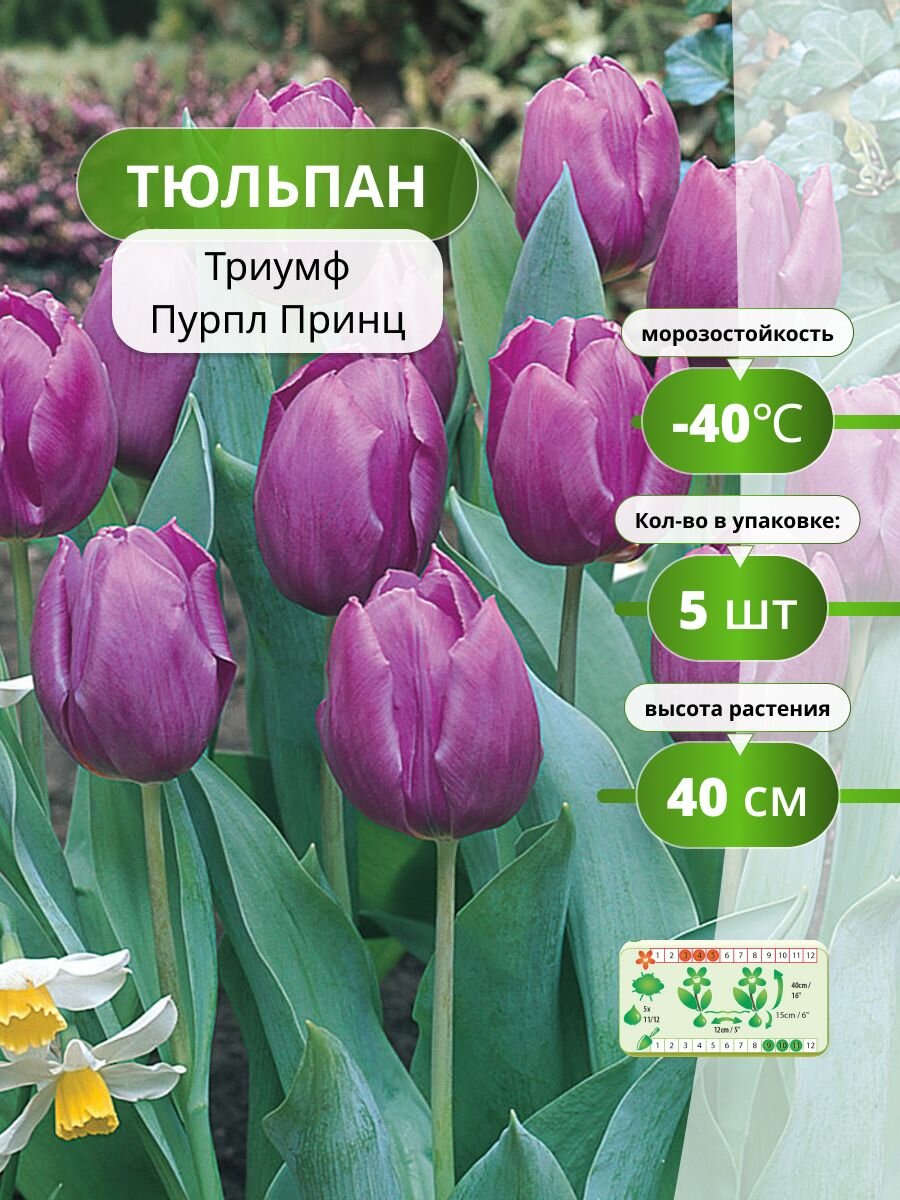 Тюльпан Триумф Пурпл Принц 5 лук / луковичные многолетние цветы