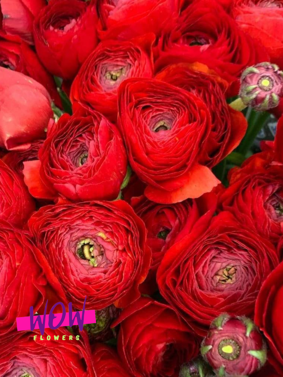 Лютик Садовый ( Ранункулюс ) Красный 10 шт