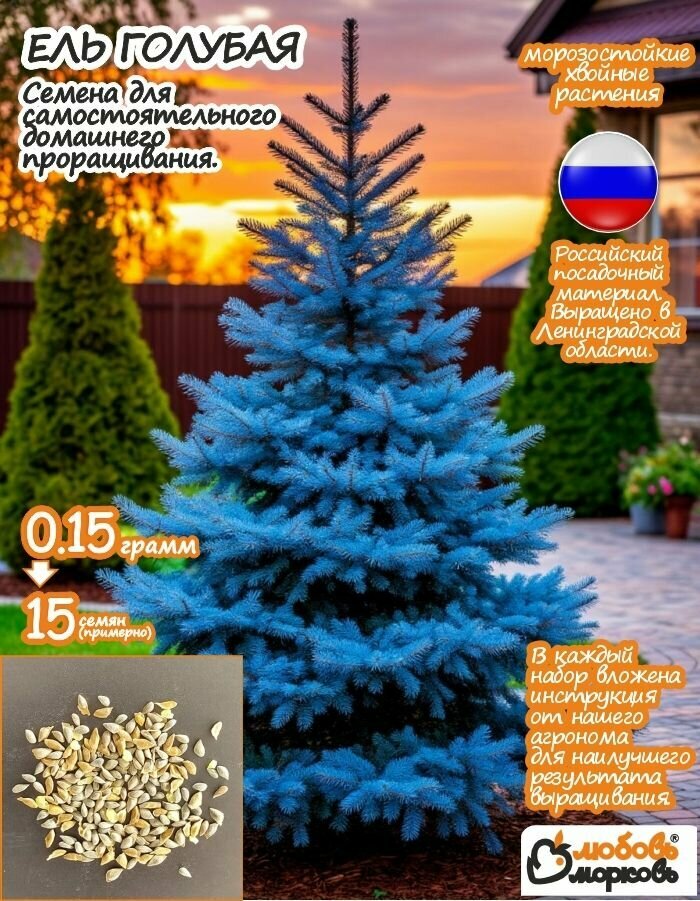Семена, Ели Голубой , 0,15 грамм (15 семян)
