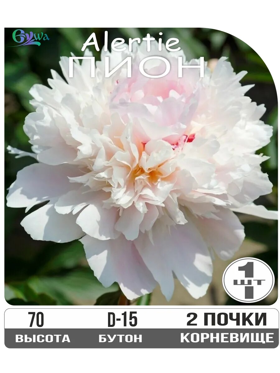 Пион Корневище, Алерти, 2 почки, морозостойкий, высота 70 см, розовый