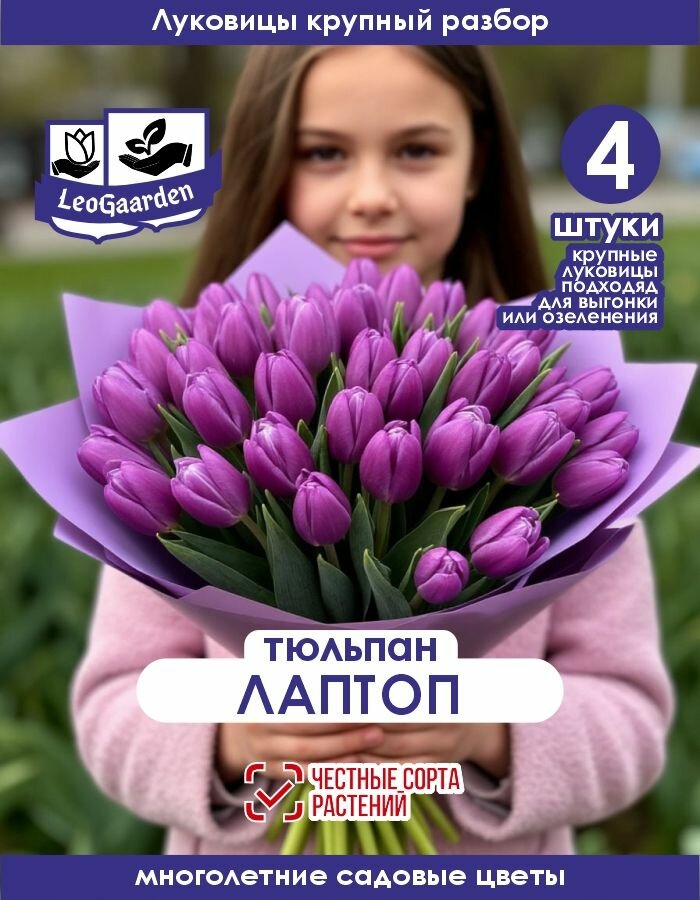 Тюльпан Луковица, Лаптоп, 4 шт крупные