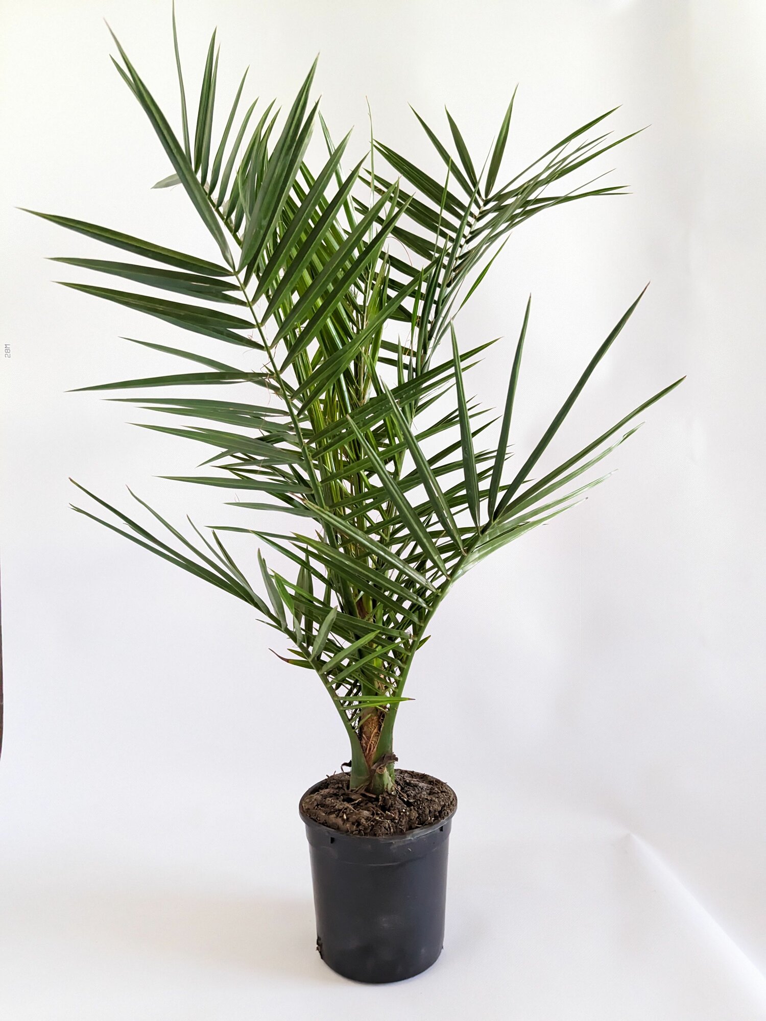 Финик Канарский Пальма / диаметр горшка 15см / высота растения 55-70см