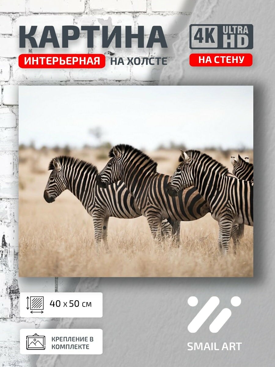Картина на холсте интерьерная 40 на 50 на стену Животные Зебры для гостиной атмосфера