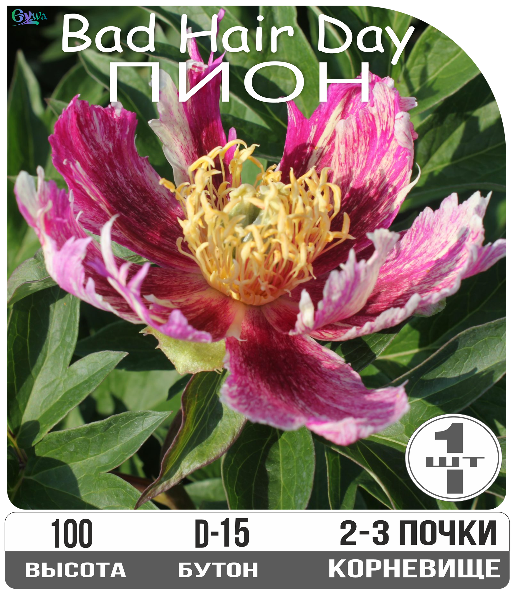 Пион Коревище, Бэд Хейе Дэй, 3 почки ИТО, многолетник, высота 100 см, молочный с пурпурными штрихами