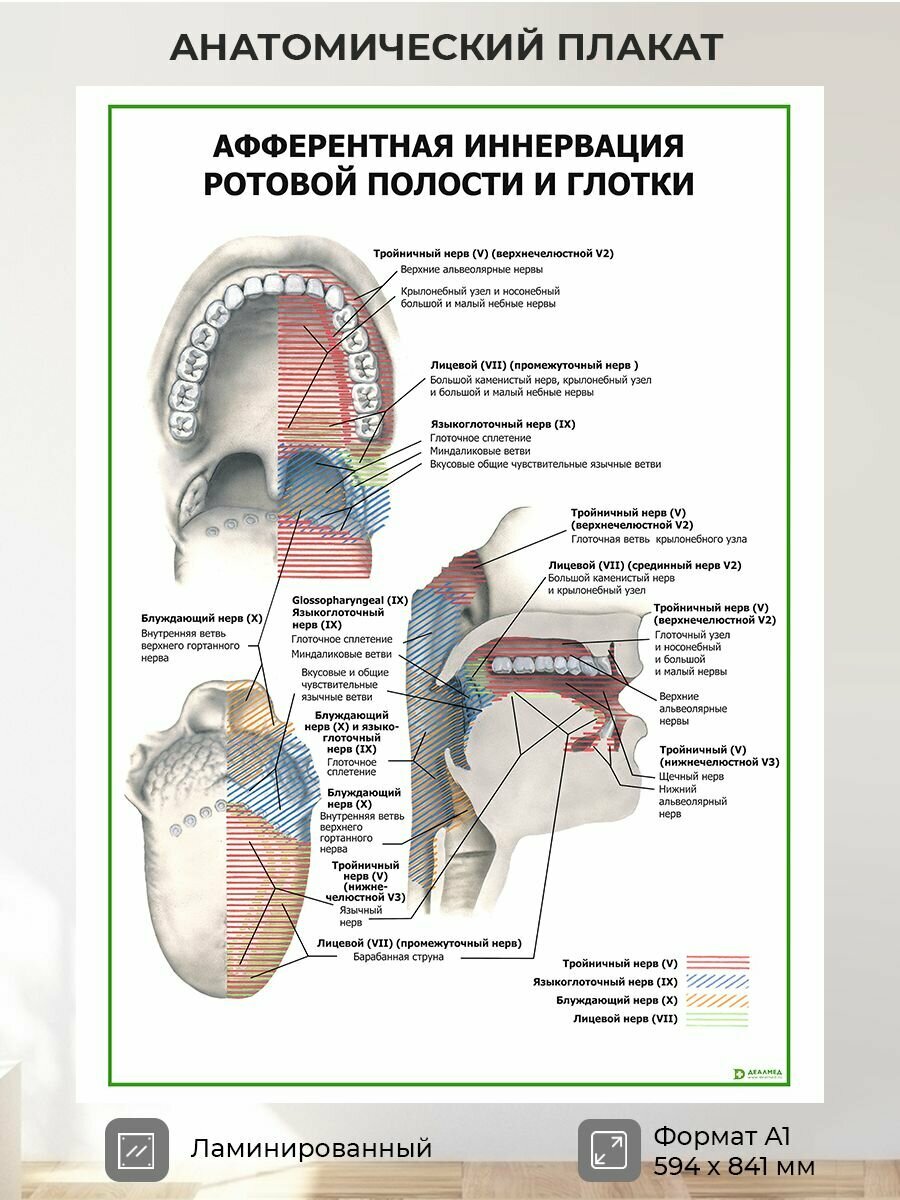 Обучающий медицинский плакат ламинированный формат А1 Иннервация ротовой полости и глотки