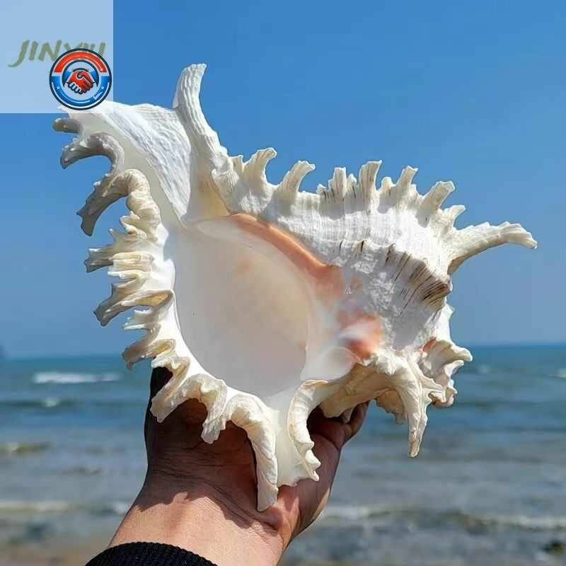 Натуральная морская ракушка Мурекс для аквариума и террариума, декоративная коллекционная раковина Белая невеста, эстетичное оформление интерьера и подводного пейзажа
