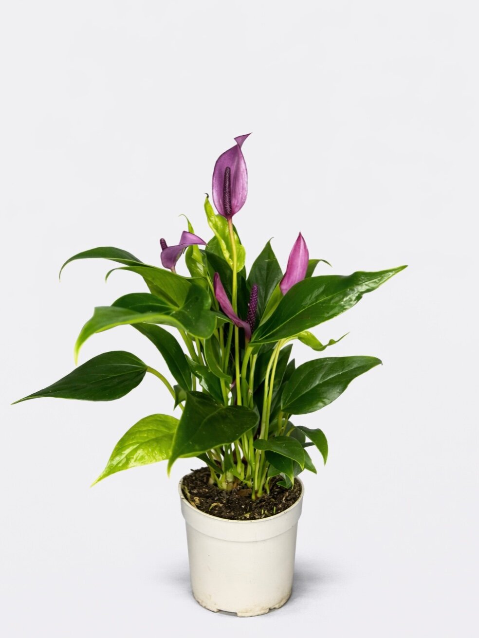 Антуриум Бандерола фиолетовый (Anthurium Andreanum Banderola "Purple") 9см