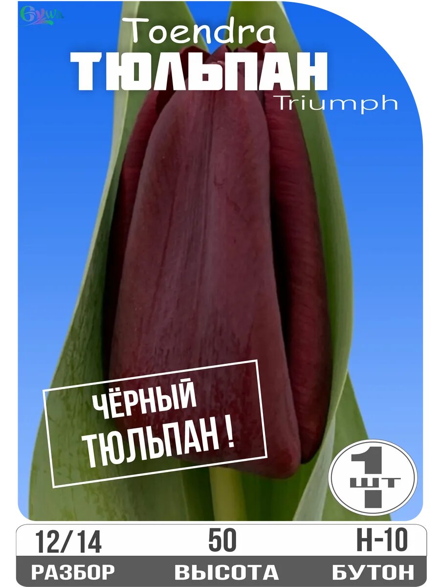 Тюльпаны луковицы Тоендра 1шт крупные, разбор 12/14