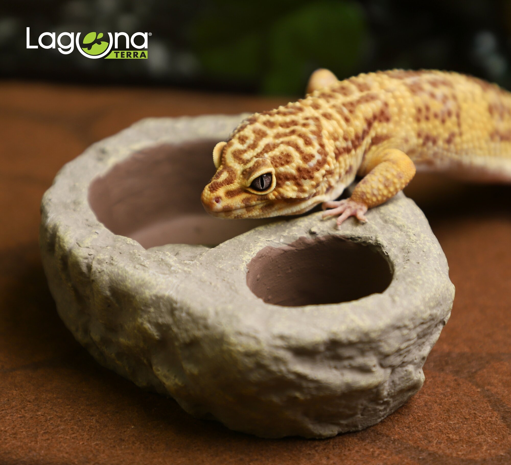 Поилка для рептилий двойная "Трилобит", бренд Laguna TERRA, бежево-коричневая, размер 12*9*4 см, объем 25/40мл