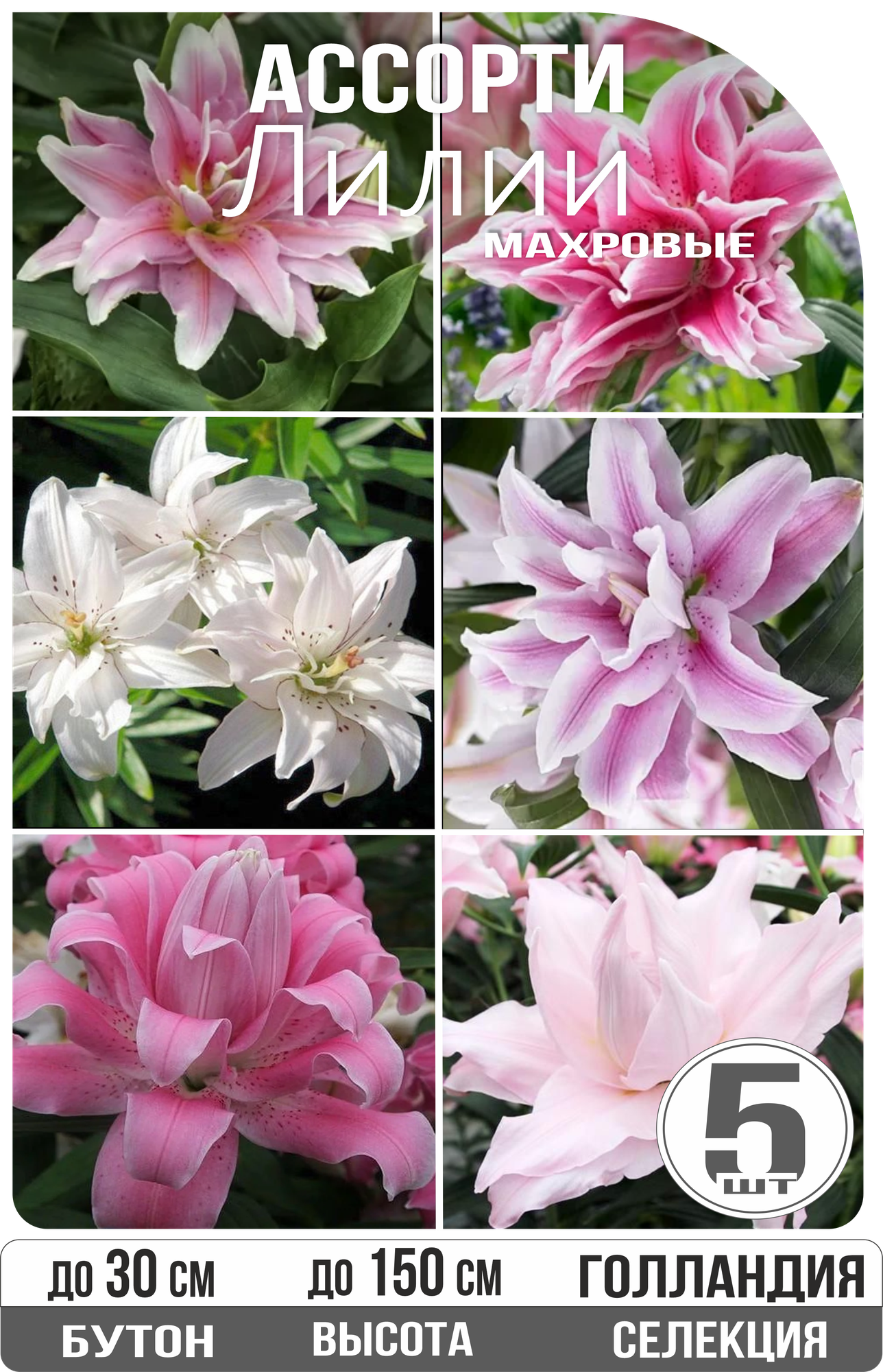 Лилия Микс сортов, махровые, многолетние 5 шт, высота от 150 см.