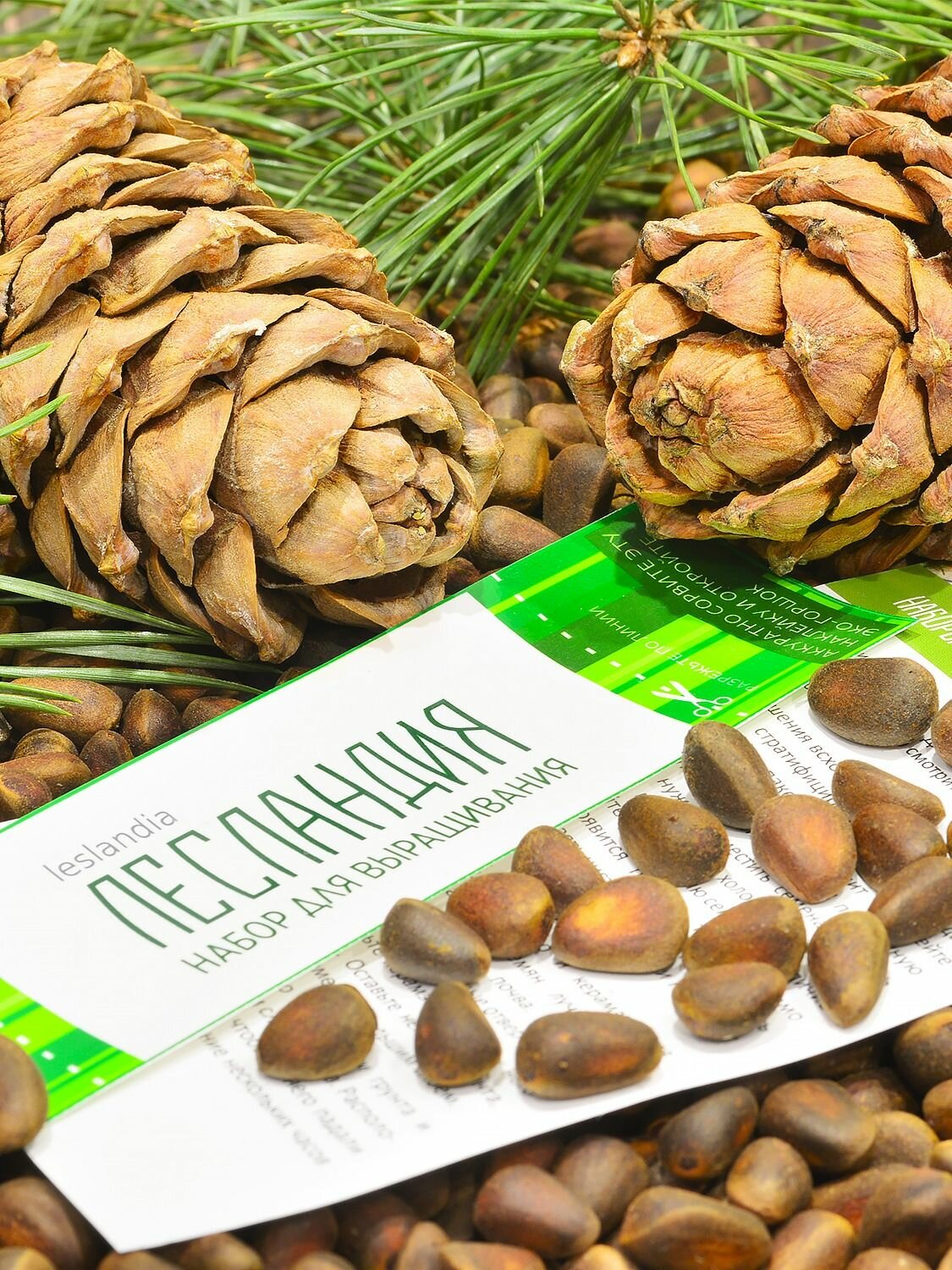 Кедр сибирский Кедревет, Семена, 20 шт