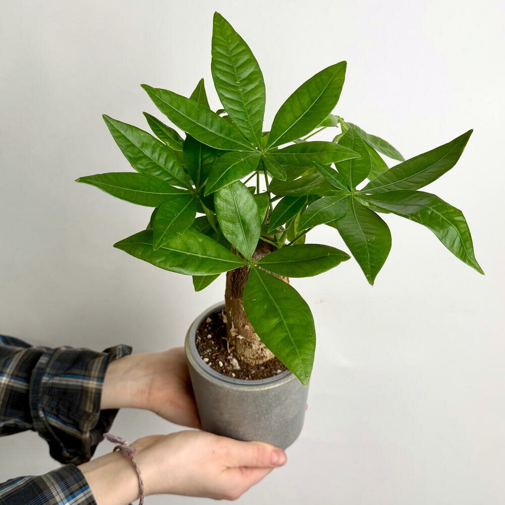 Комнатное растение живое, Пахира (Китай) в бетонном горшочке, 27 см