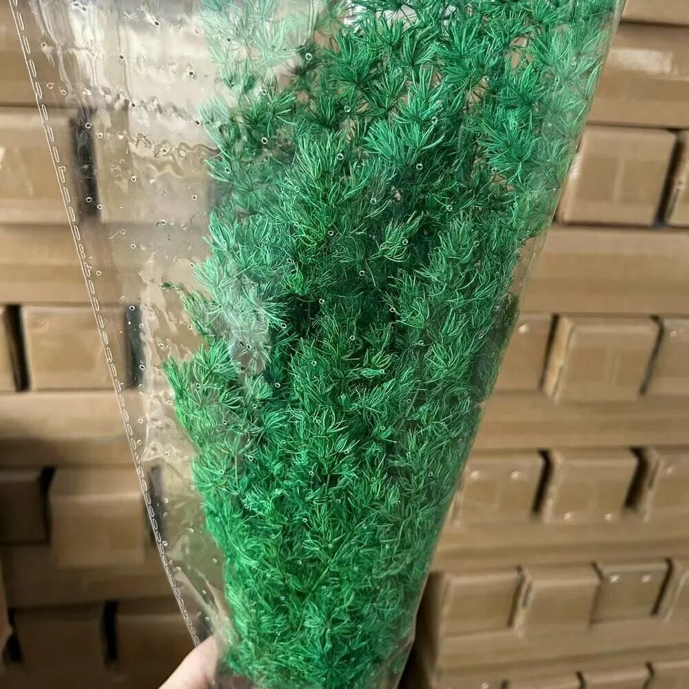 Стабилизированные цветы Аспарагус, Аспаргус, 60 см, 40 гр, 1 шт