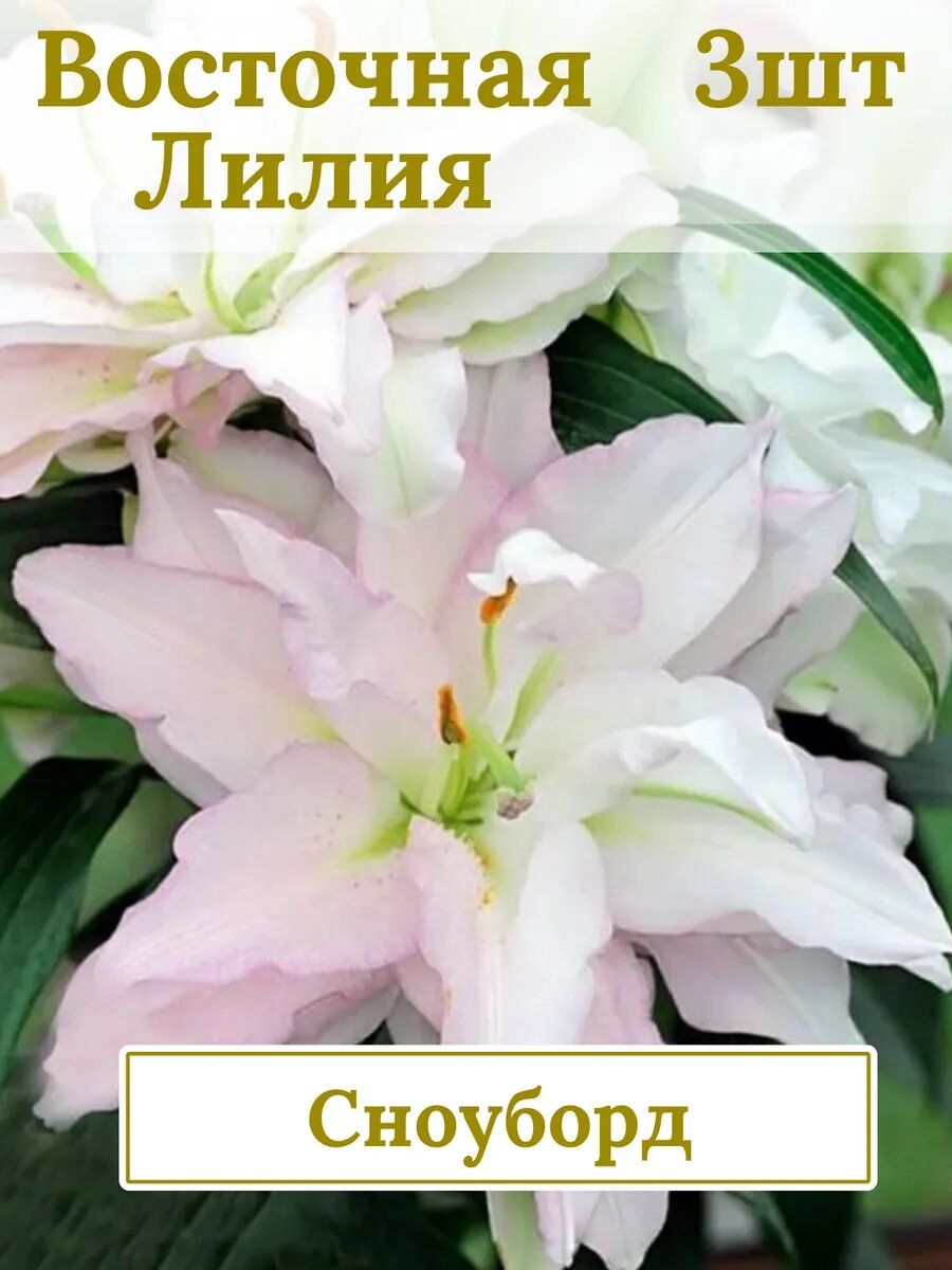 Лилия Восточная махровая, многолетние цветы, луковицы 3 шт