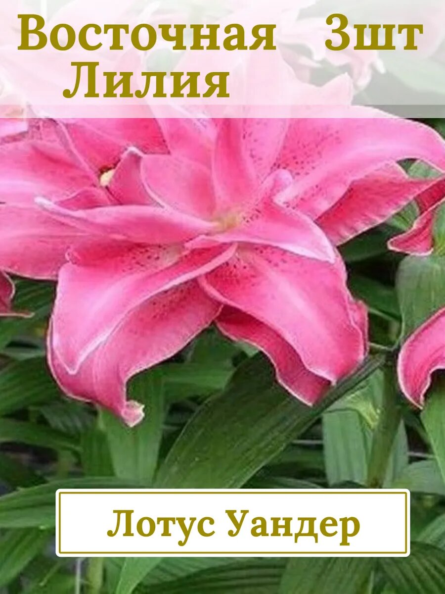 Лилия Восточная махровая, многолетние цветы, луковицы 3 шт