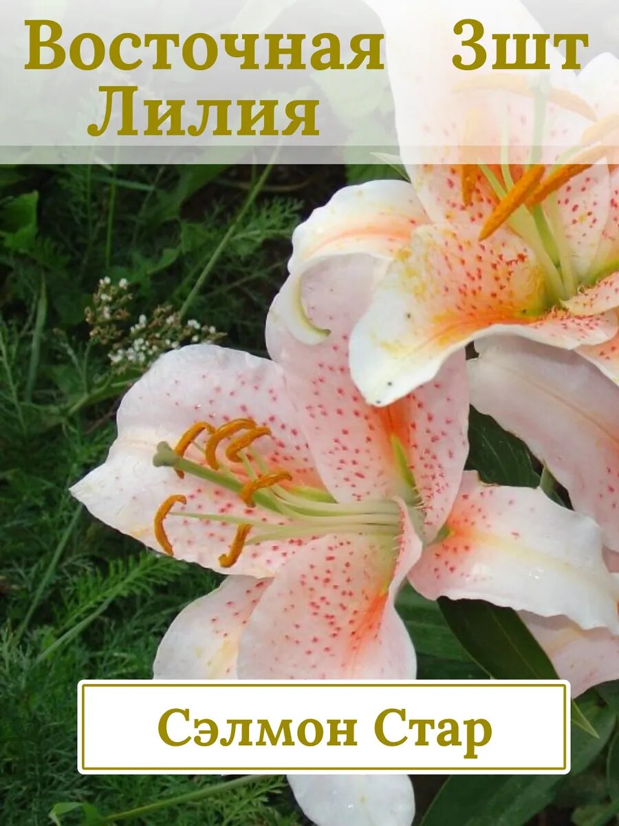 Лилия Восточная махровая, многолетние цветы, луковицы 3 шт