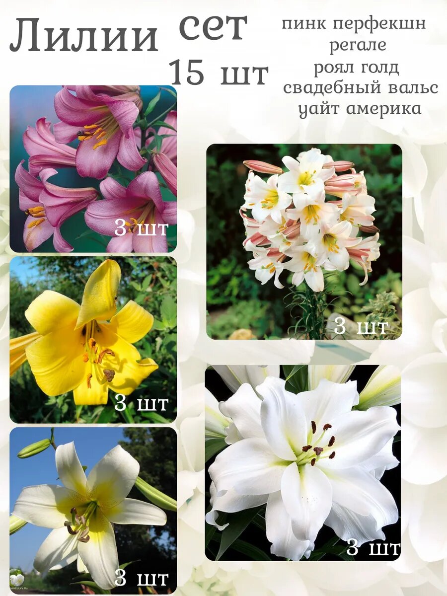 Лилия луковицы, многолетние цветы для посадки, Сет 15 шт