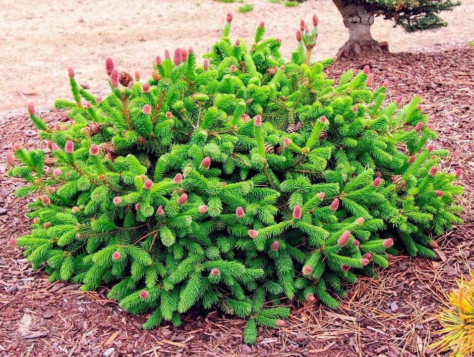 Ель обыкновенная Пуш, штамб, С5