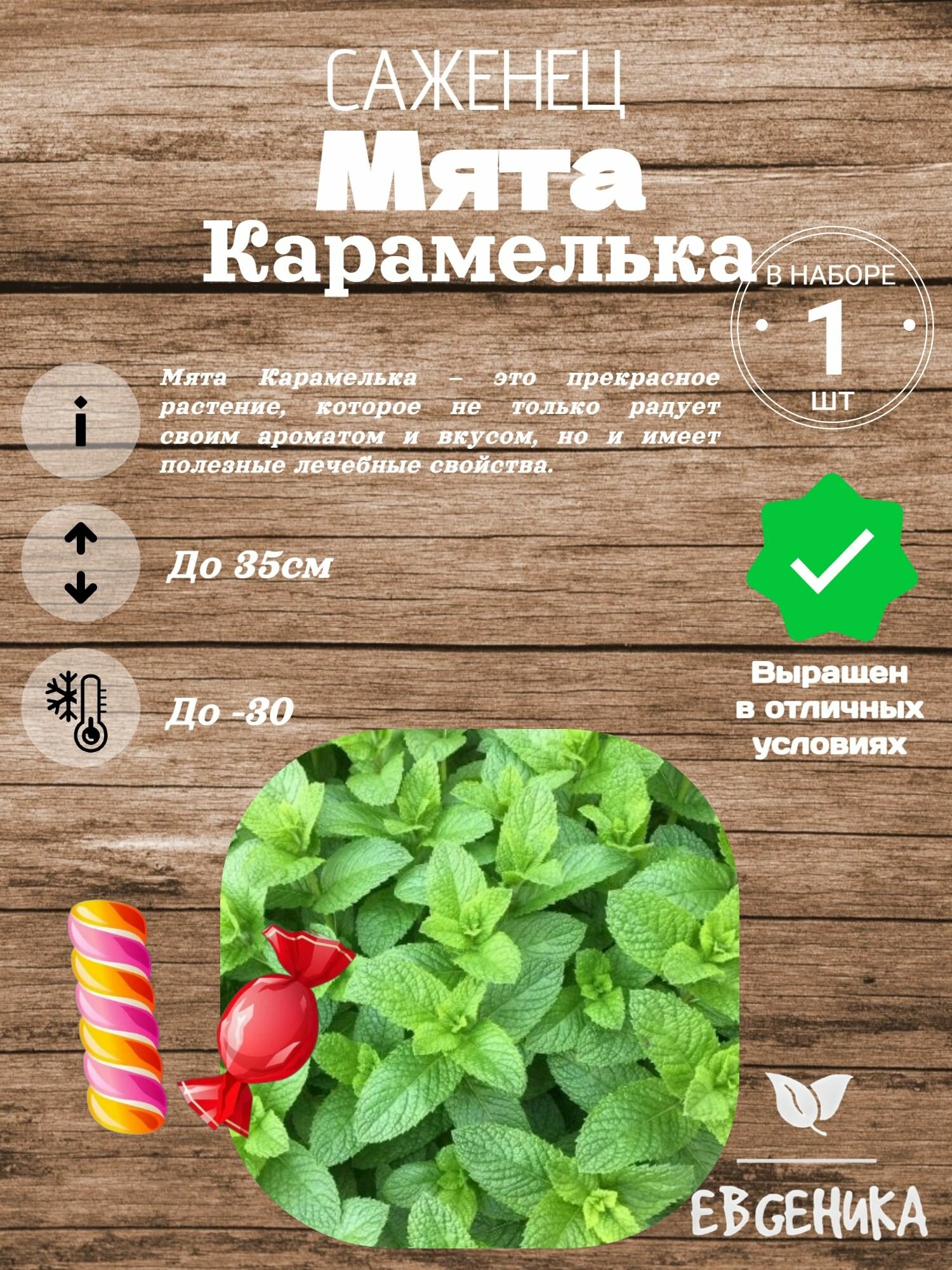 Мята Карамелька