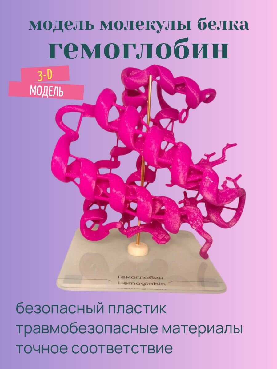 Модель молекулы белка "Гемоглобин"