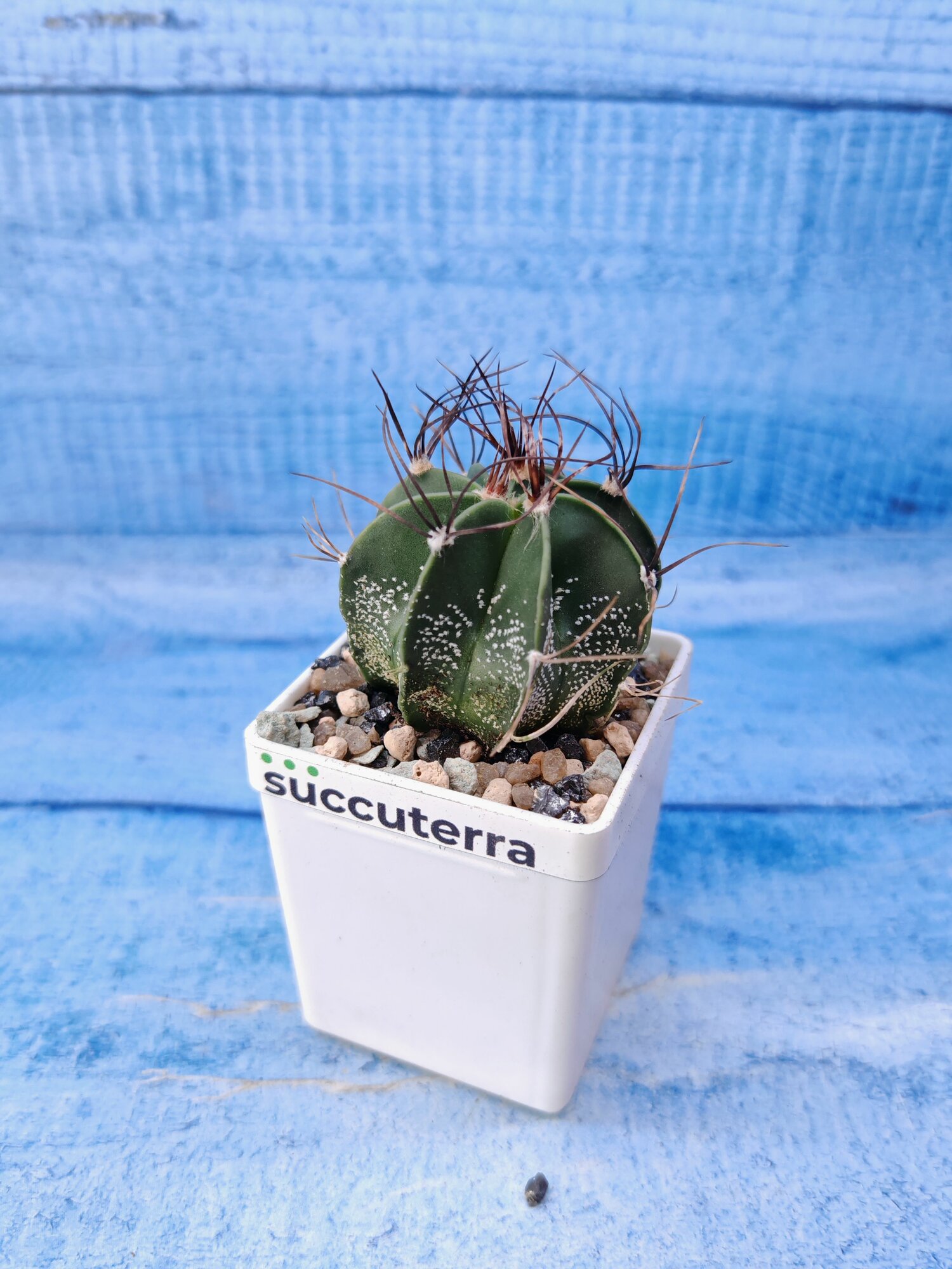 Кактус Astrophytum Capricorne (Астрофитум). Диаметр горшка 5 см. Субстрат Succuterra Classic и фирменный горшочек в комплекте.