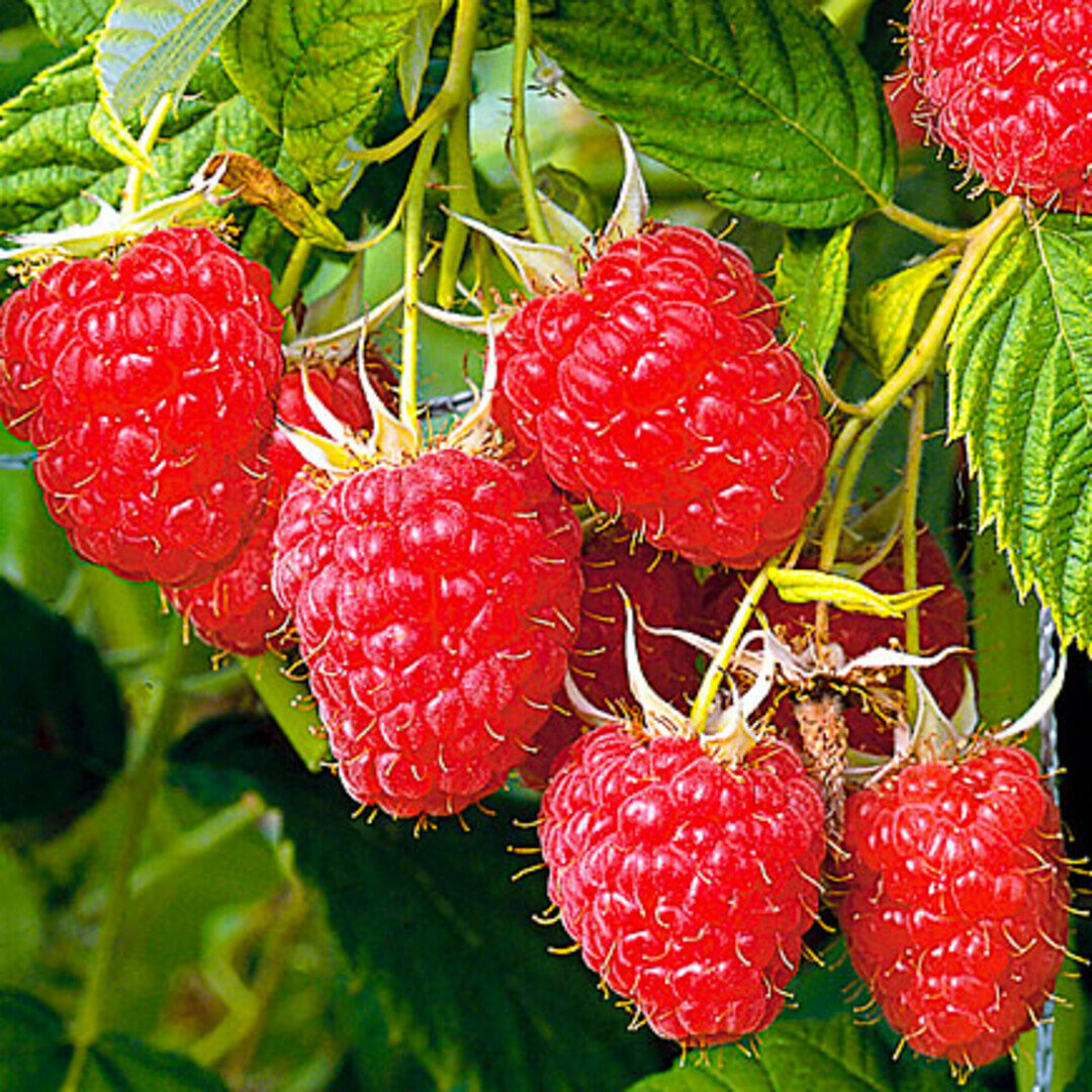 Малина крупноплодная Алтайская вкусная / 1 шт, раннеспелый, морозостойкий сорт
