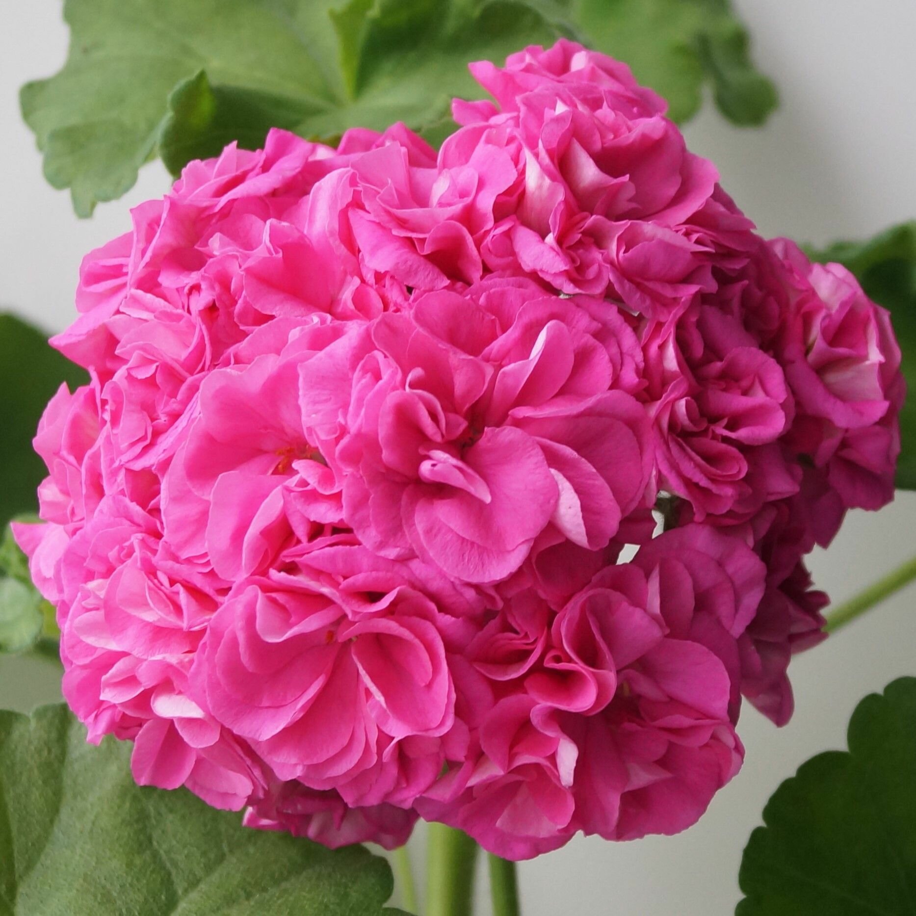 Пеларгония Lara Harmony